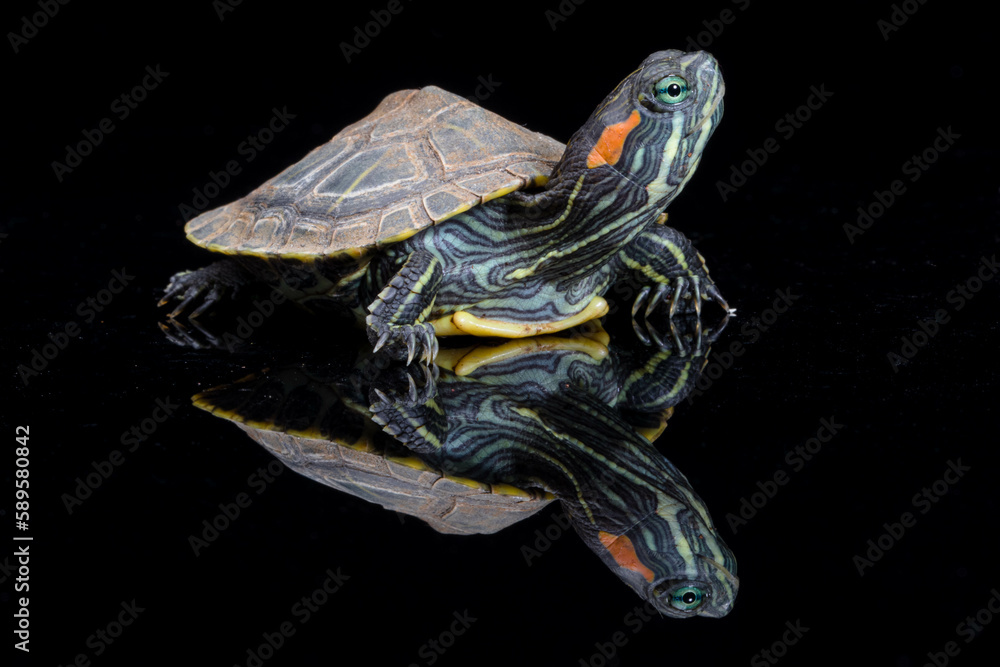 The red-eared slider or red-eared terrapin (Trachemys scripta elegans ...