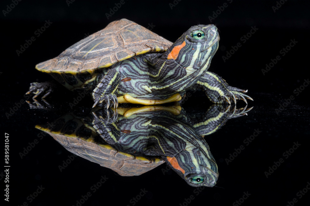 The red-eared slider or red-eared terrapin (Trachemys scripta elegans ...