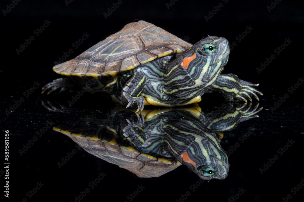 The red-eared slider or red-eared terrapin (Trachemys scripta elegans ...