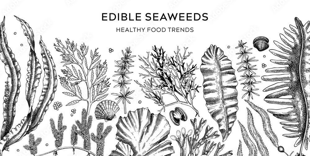 Edible seaweed banner design in sketch style. Healthy food ingredients ...