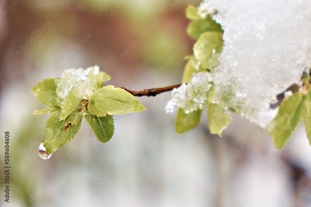 Spring, unexpected cooling. Snow fell on the flowering trees. Focus on ...