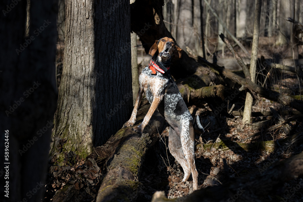 Bluetick Coonhounds Treeing