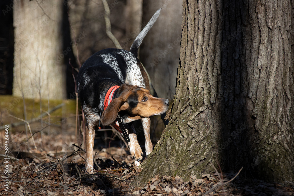 Bluetick Coonhound Treeing