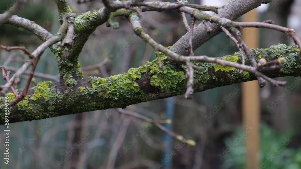 Garden trees covered with moss and lichen slow down their growth, bear ...