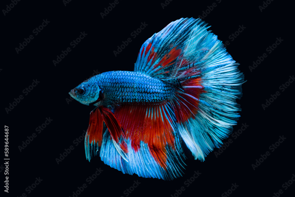 The Siamese fighting fish (Betta splendens), commonly known as the ...