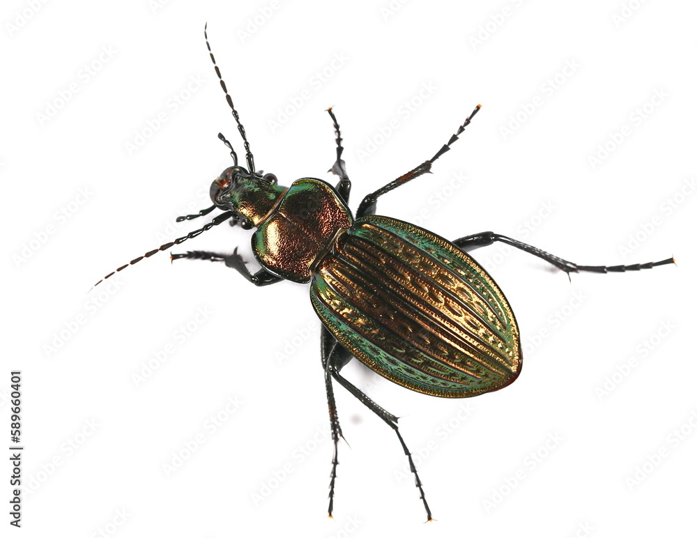 Foto de Ground beetle, Carabidae, Carabus Linnaeus, Europe, isolated on ...