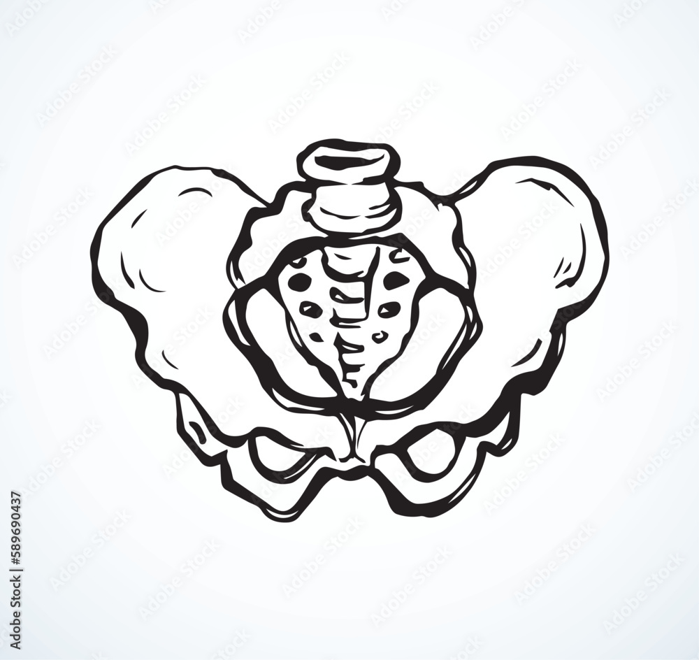 Vector drawing. Pelvic bones icon Stock Vector | Adobe Stock