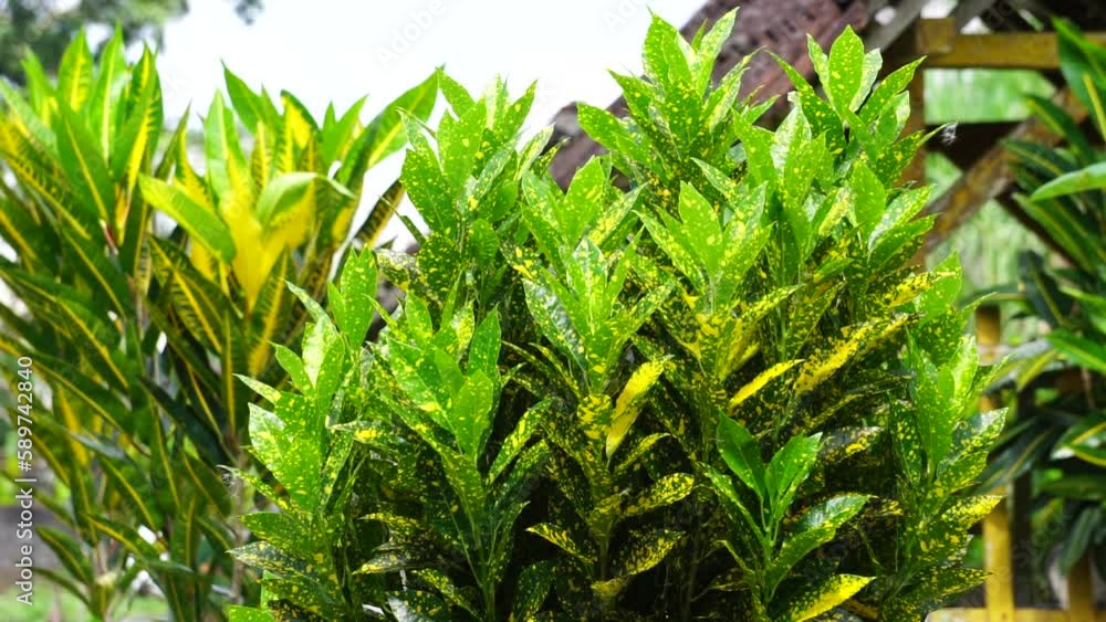 Codiaeum variegatum (Croton, Variegated Laurel, Garden Croton, Orange ...