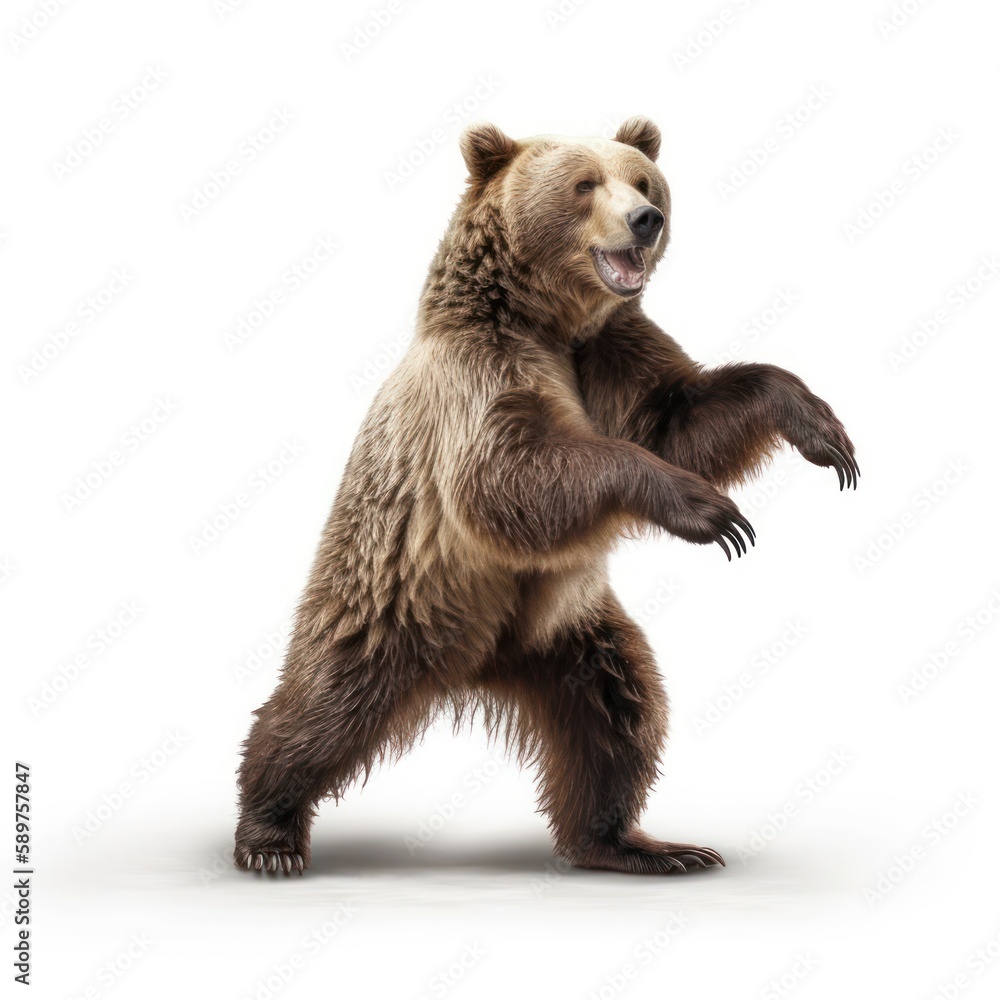 Grizzly bear dancing isolated on a white background, playful and entertaining scene, a humorous ...