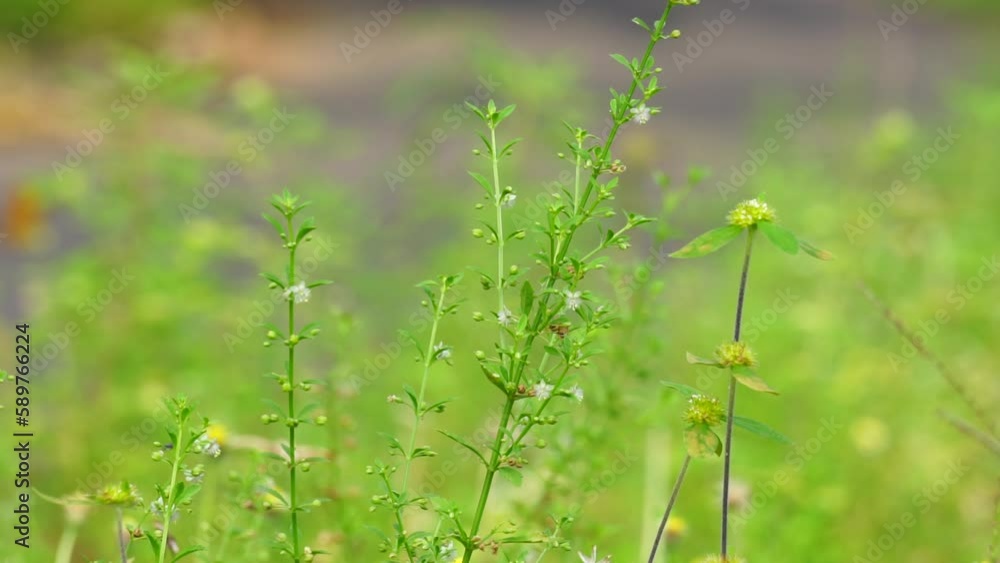 Scoparia dulcis (licorice weed, goatweed, scoparia-weed, sweet-broom ...