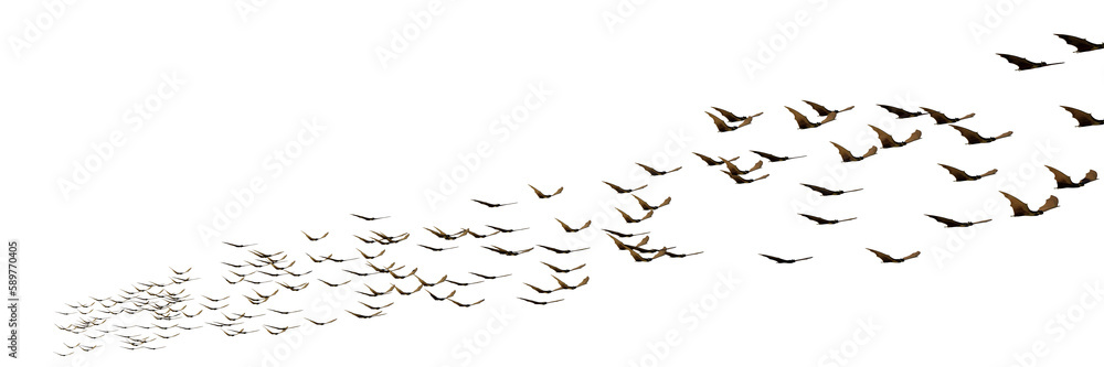 megabats, large swarm of flying foxes, isolated on transparent ...