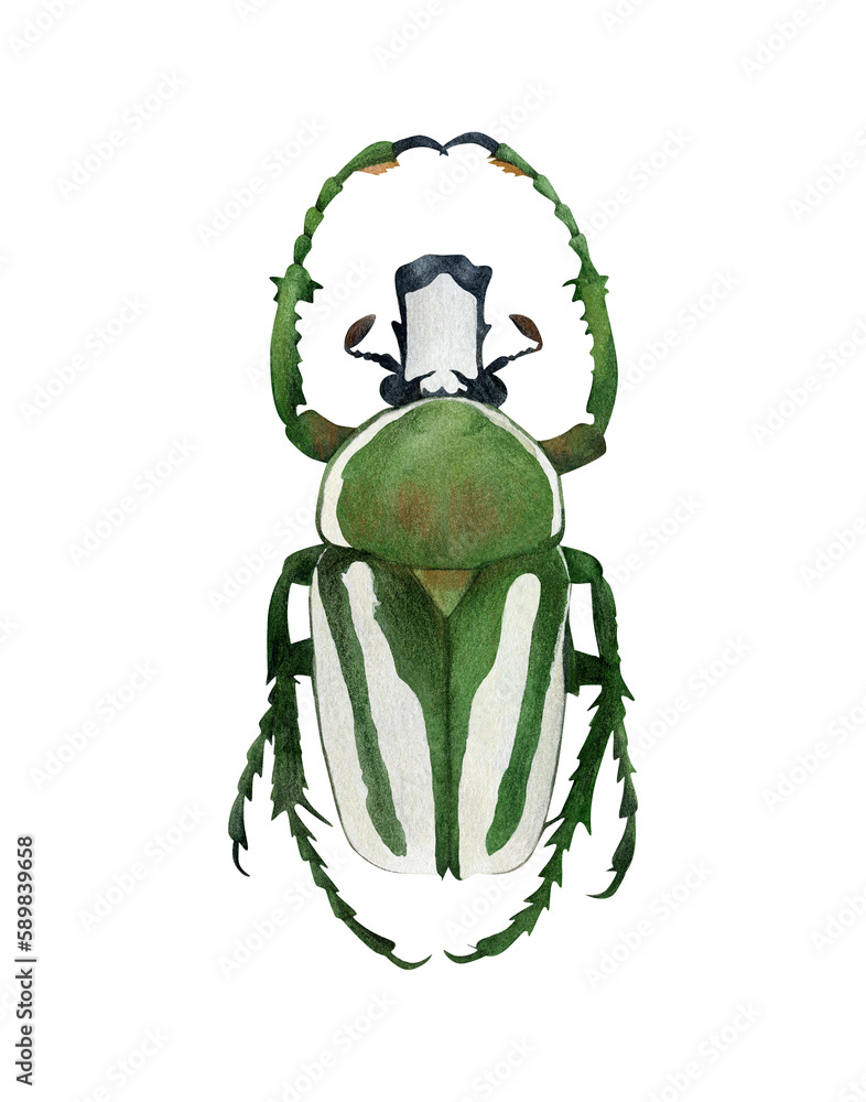 Regal fruit chafer beetle illustration isolated. Rhamphorrhina ...