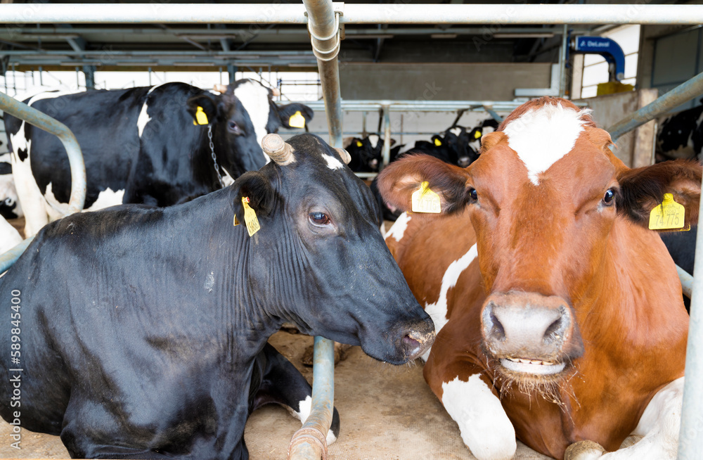 Breeding of cows in free livestock stall. Cows in a farm. Dairy cows ...