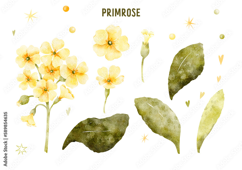 Primrose watercolor illustration. Botanical clip art. Floral greenery ...