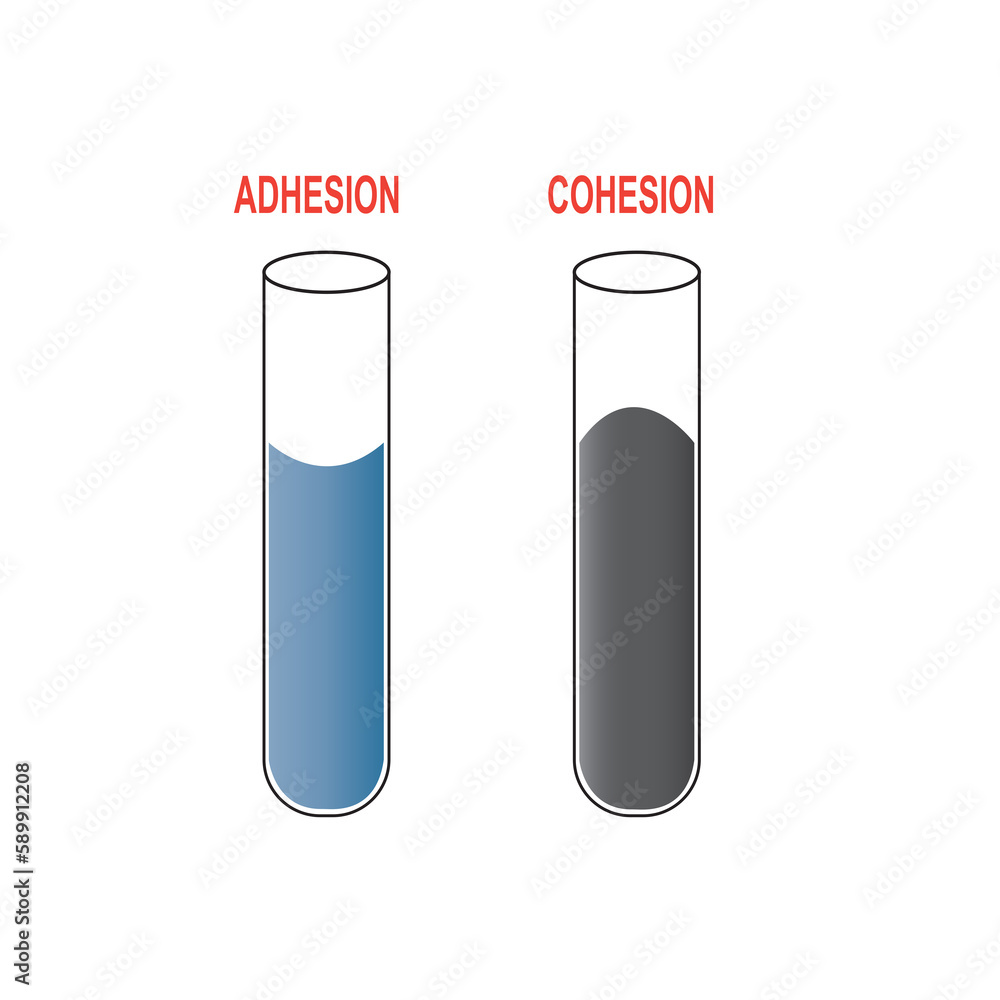 Cohesive forces are attractive forces between similar molecules ...