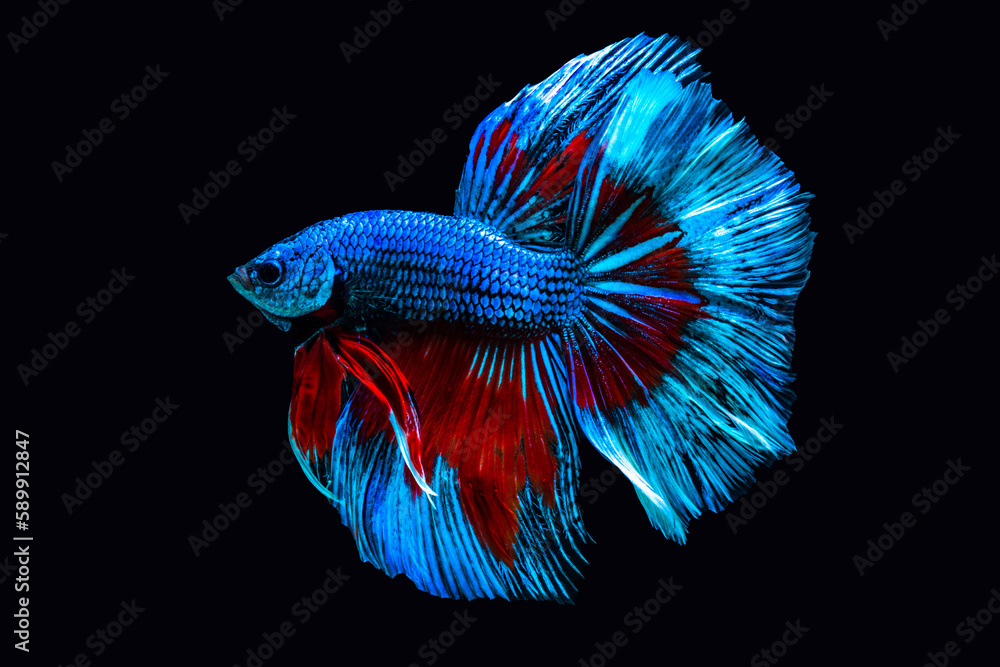 The Siamese fighting fish (Betta splendens), commonly known as the ...