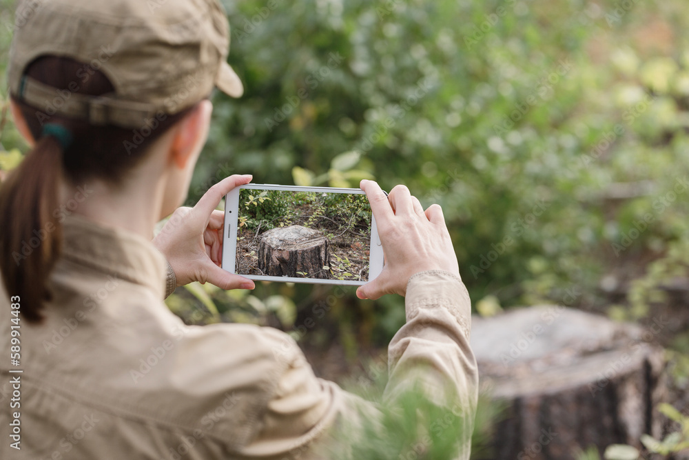 Woman park ranger in uniform take a photo of sawn down tree using a ...