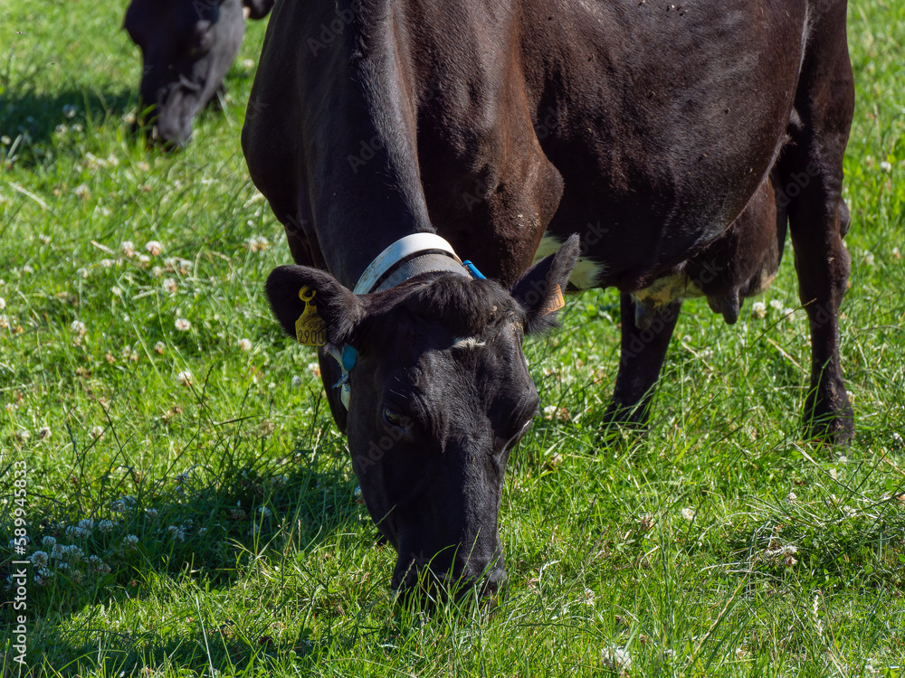 cow is eating grass. Cow on a meadow, summer. Black cow on green grass ...