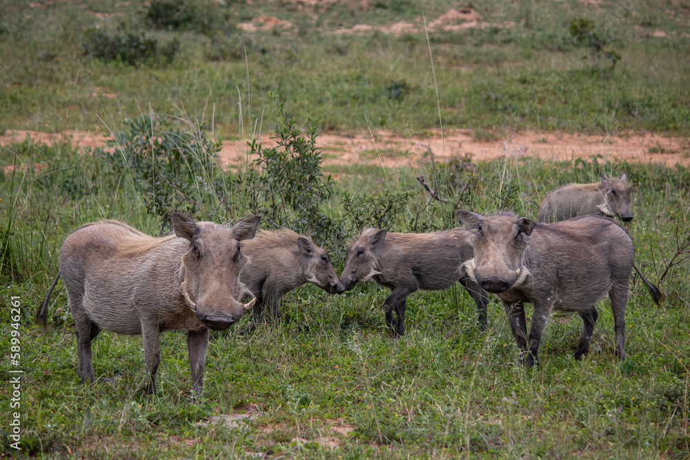 Warthog, African wild pig in savannah in Africa, in national park for ...