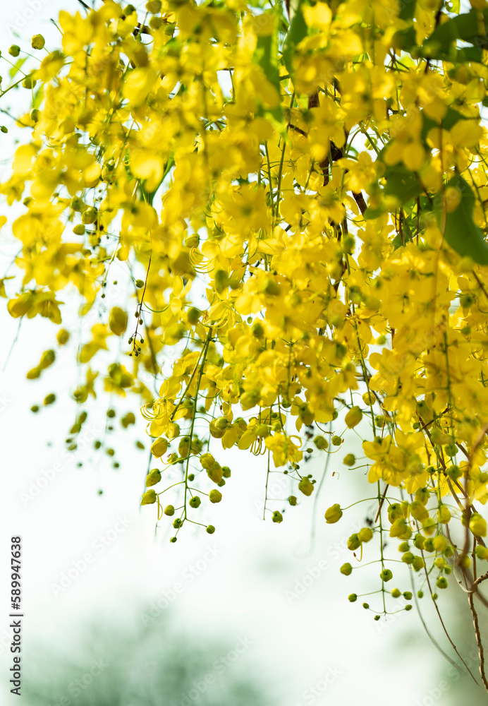 2023 Vishu kani konna flower Stock Photo | Adobe Stock