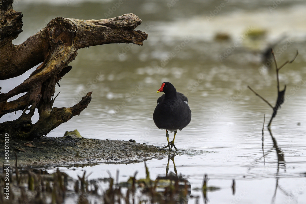 Common Moorhen - Gallinula chloropus - water hens - On the banks of ...
