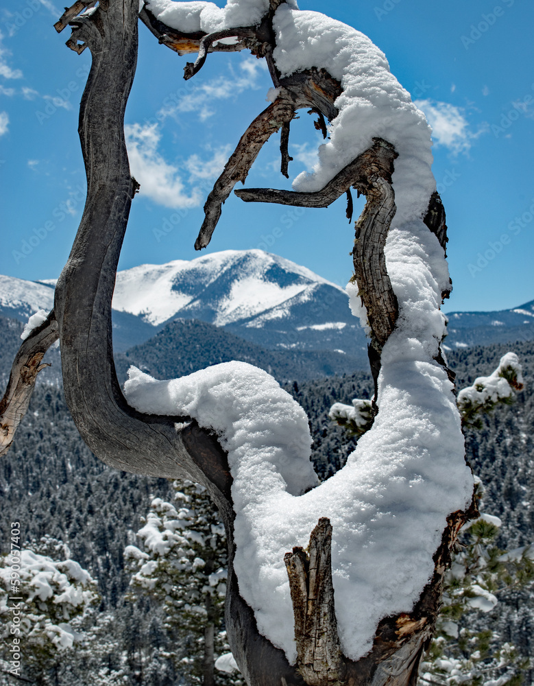 Pikes Peak mountain is framed by a snowy tree branch during winter in a ...