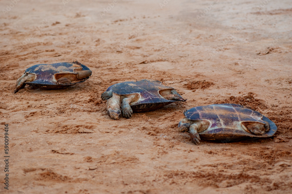 Scientific method of colate and analysis of Amazonian turtle ...