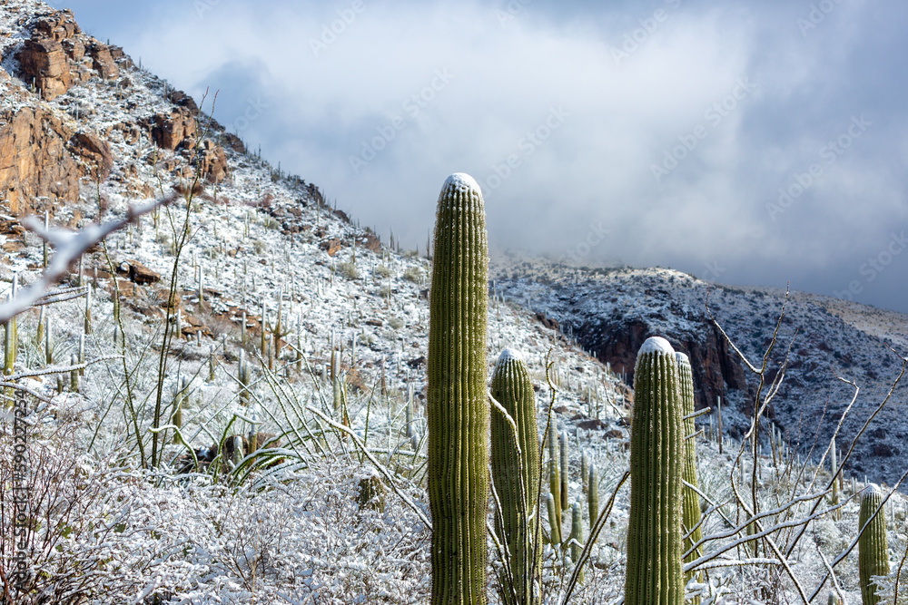 Snow in the Sonoran Desert, a rare sight, after a snowstorm on March ...
