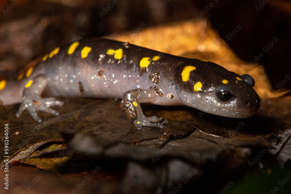 Poster Spotted salamander – Wall Art | UkPosters