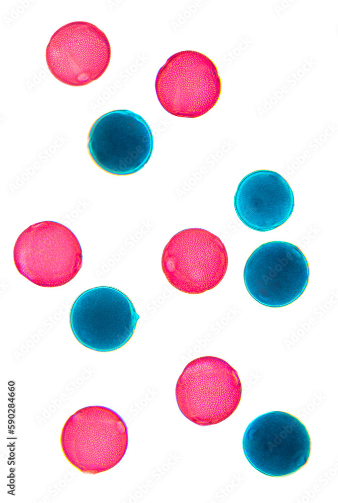 Luffa pollen, whole mount, 80X light micrograph. Red and blue stained ...