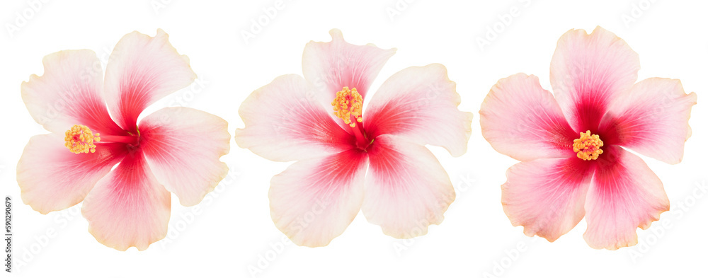 Pink hibiscus flower on transparent background. Stock Illustration ...