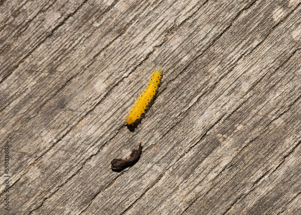 Cladius grandis. Tenthredinidae is the largest family of sawflies ...