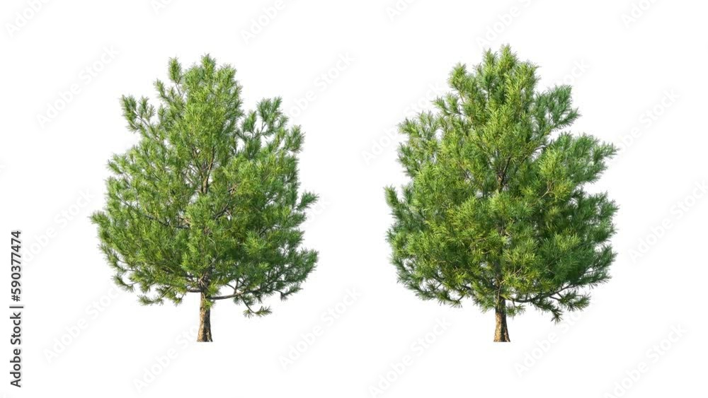 Growing trees isolated with alpha.3D animation growth grow from small ...