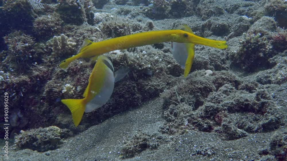 A bright yellow fish with a thin long mouth swims in the water column ...
