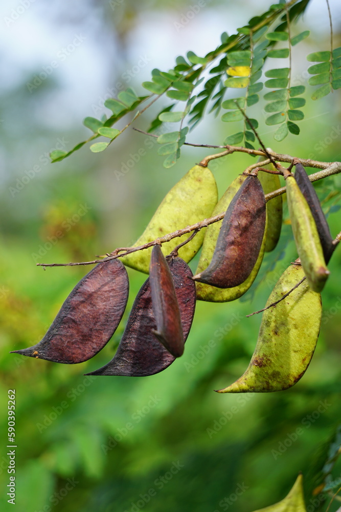 Biancaea sappan (Caesalpinia sappan L., sappanwood, secang, sepang ...