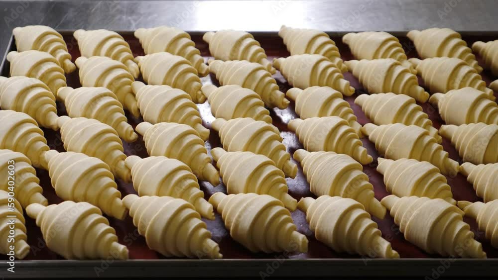 Freshly cooked croissants ready to be put in oven for baking. Baker ...