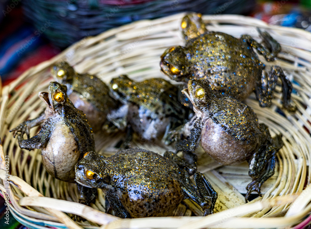 Frogs inflated and desiccated, sold by witches aka pharmacists in ...