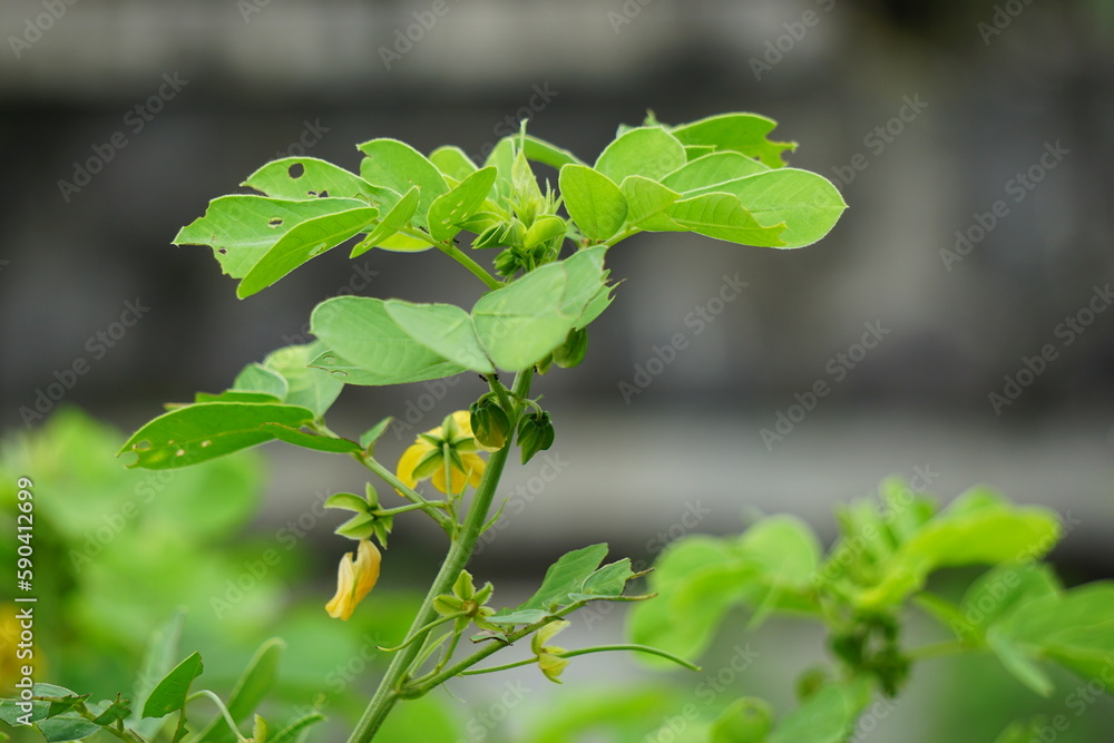 Senna tora (Also called Cassia tora, tora, sickle senna, sickle pod ...