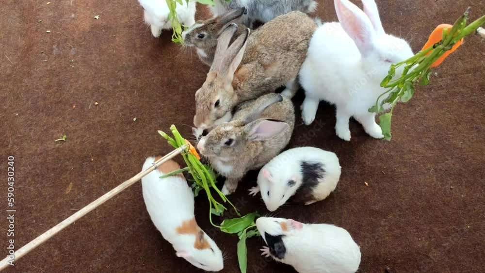 Rabbits are mammals from the Leporidae family , which can be found in ...
