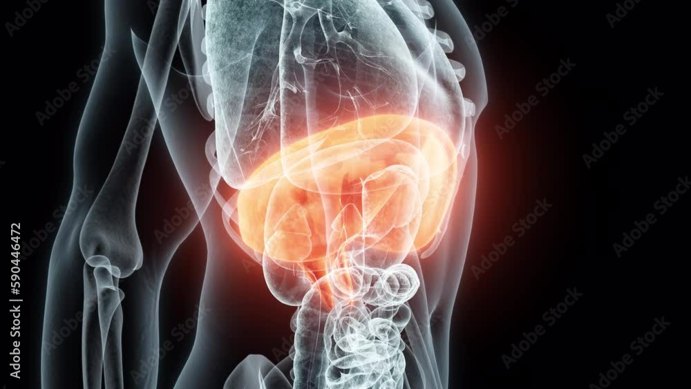 Vidéo Stock 3D rendering Medical Animation of a Human Diaphragm.X-ray ...