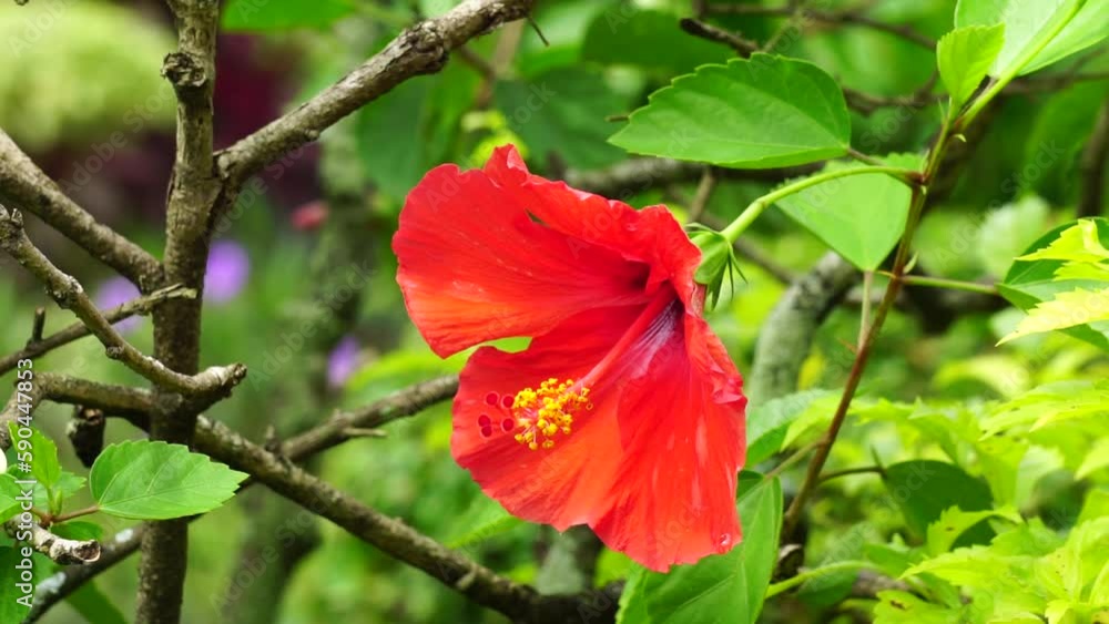 Shoe black plant with a natural background. Also called Hibiscus rosa ...