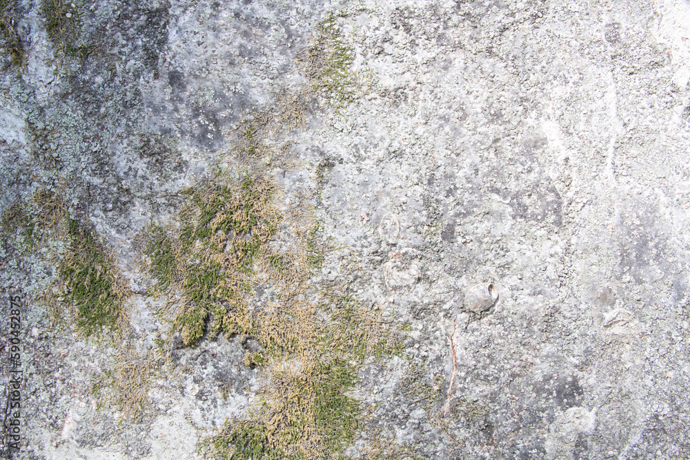 Tree bark texture pattern, old maple wood trunk as background. Dry tree ...