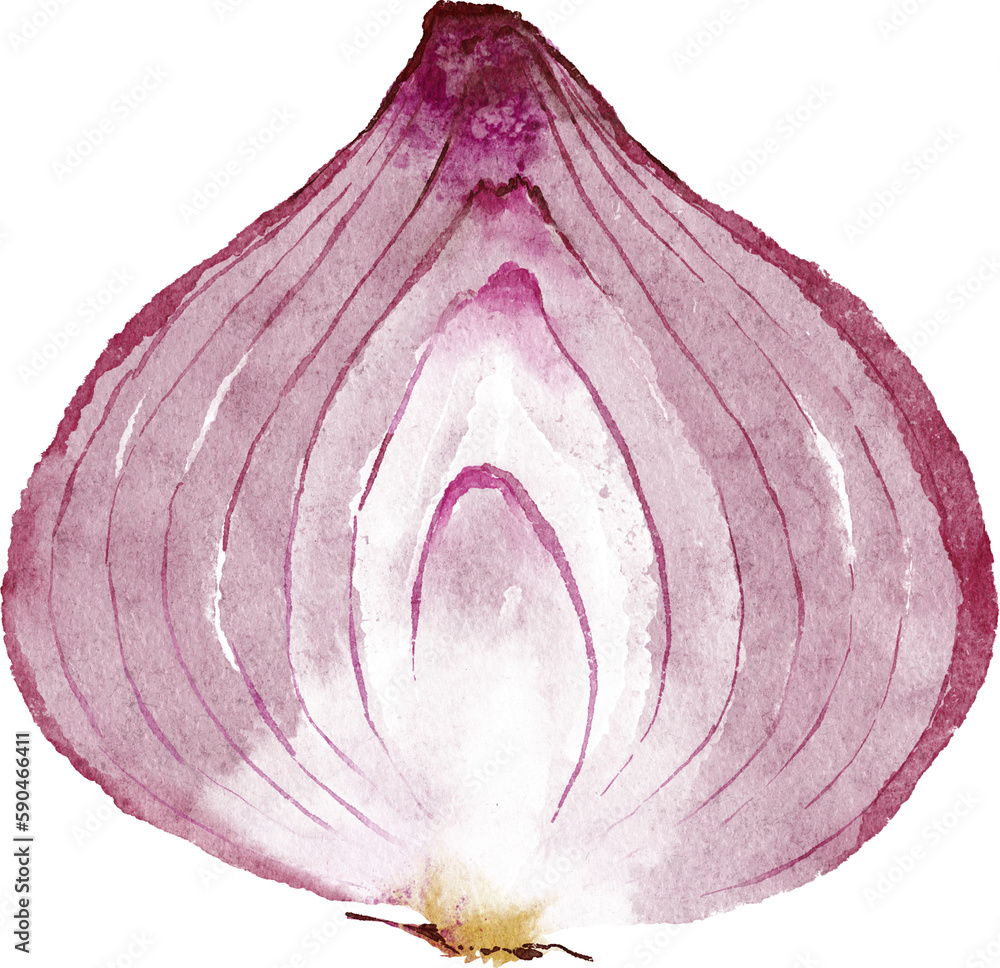 Shallot cross section watercolor painting style Stock Illustration ...