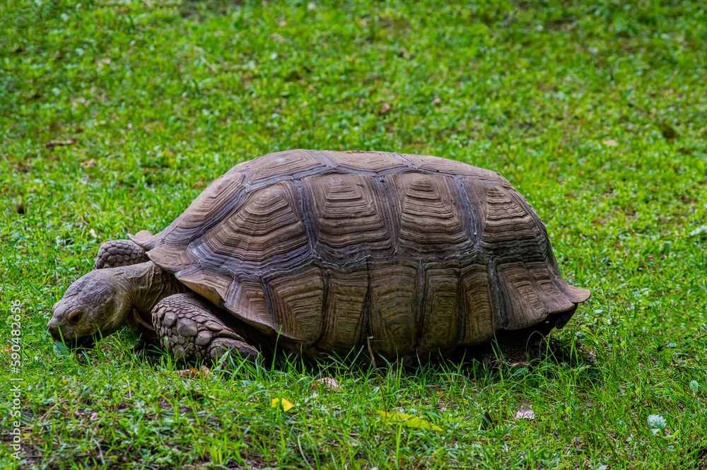 Land animal aldabrachelys gigantea turtle on green grass. Land turtle ...