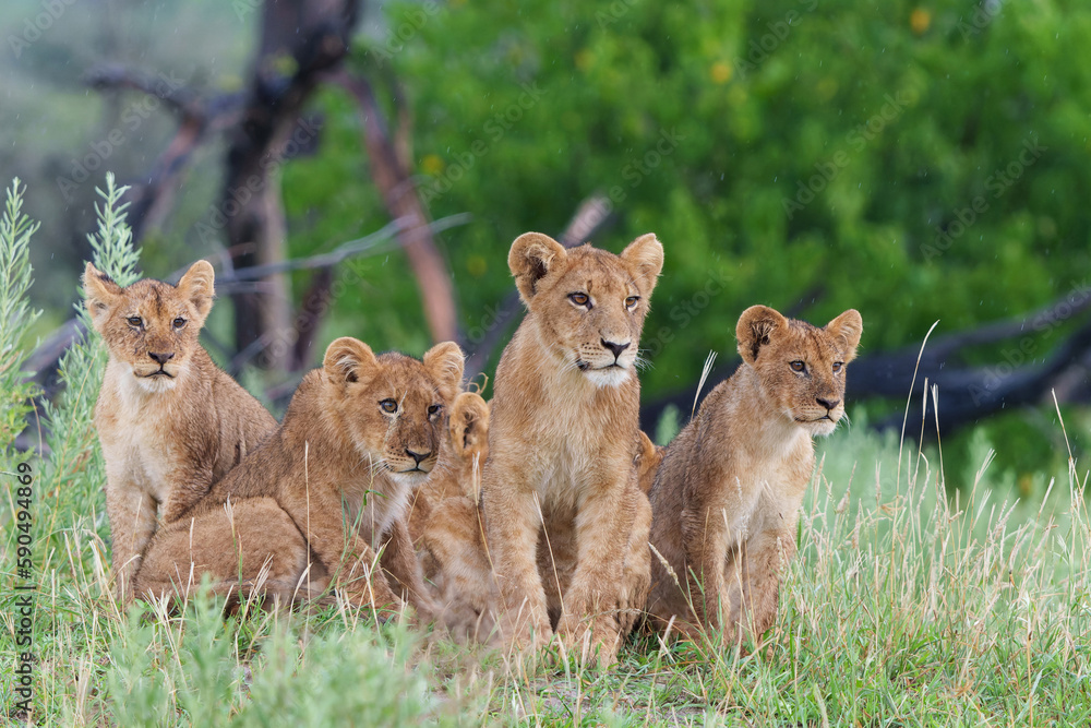 Lion (Panthera leo) cubs waiting togheter. These lion cubs sit on a ...