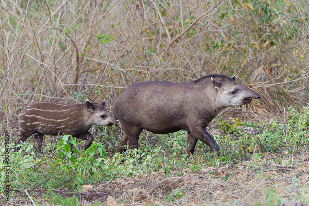 Mother Tapir and her cute striped calf. These South American tapirs ...