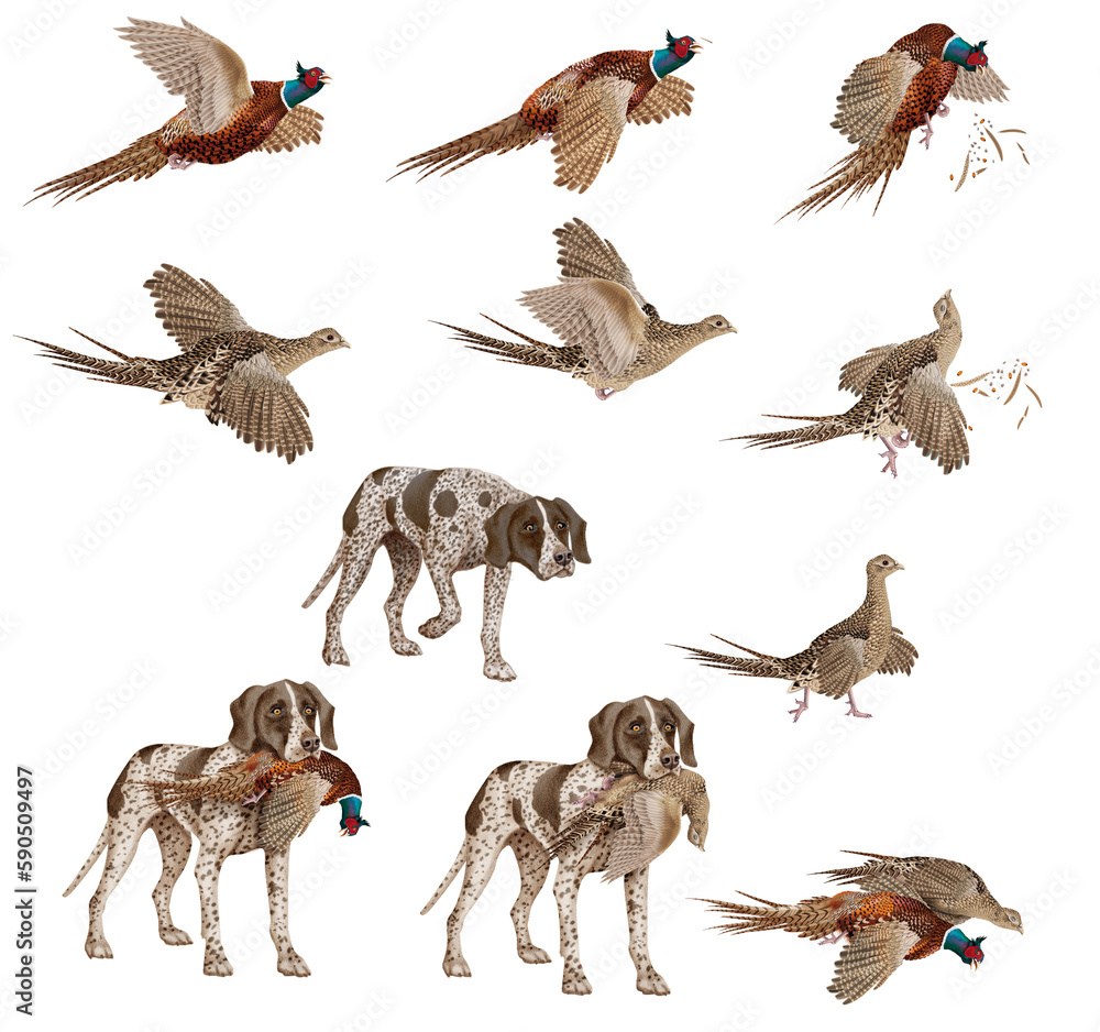 oiseau, faisan, chien de chasse, apporter, bec, ailes, mouvement ...