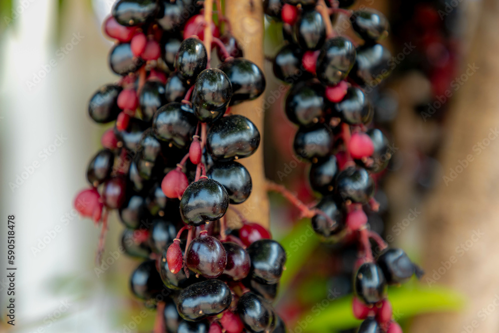 Selective focus bunch of Chamaliang, Lepisanthes fruticosa is a fruit ...