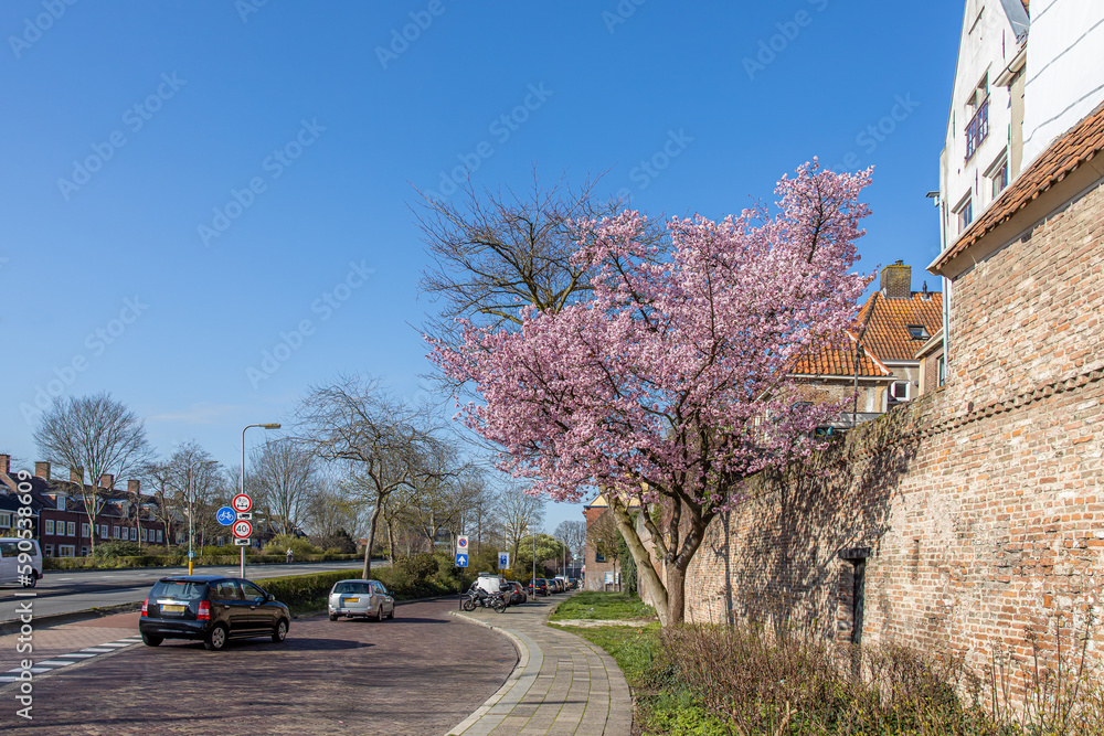 Street view with a Prunus tree in bloom along a street in the city of ...