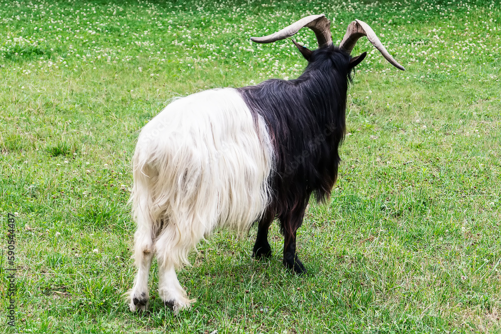 The Welsh mountain goat in the zoo is bearded, with long hair and horns ...